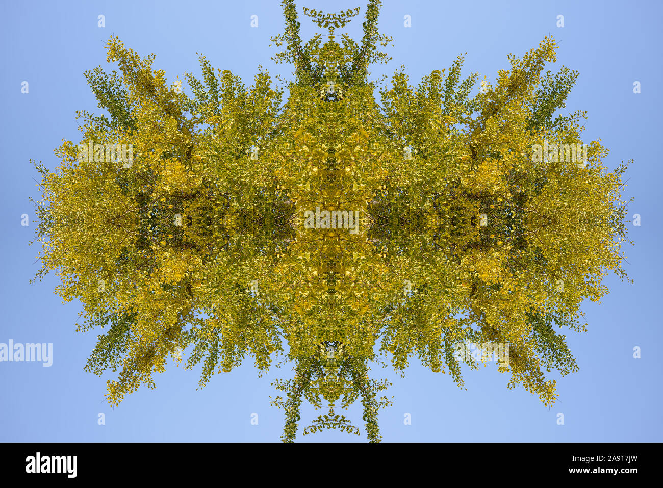 Tree branch silhouette - abstract symmetry background Stock Photo - Alamy