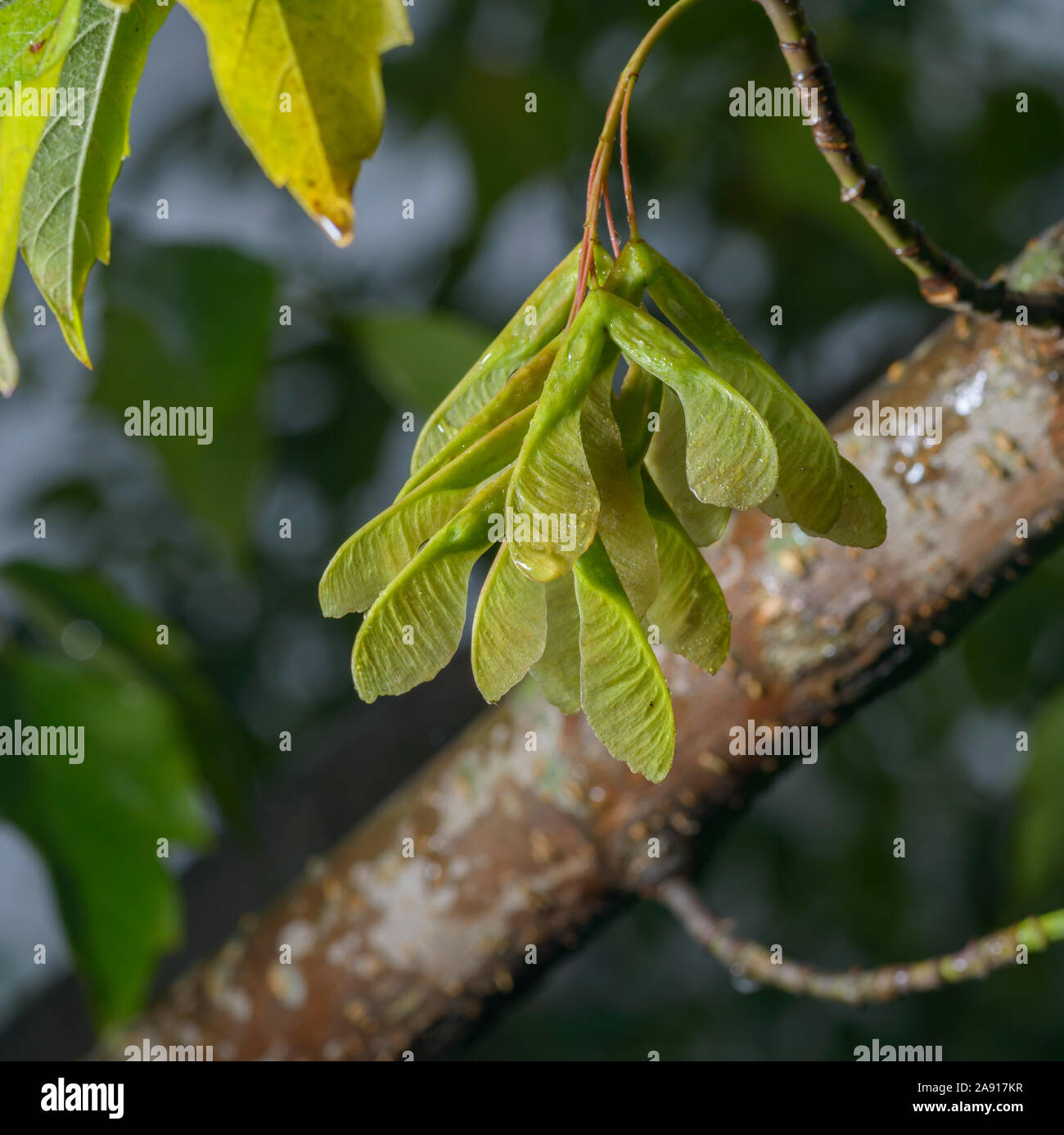 Field maple seeds hi-res stock photography and images - Alamy