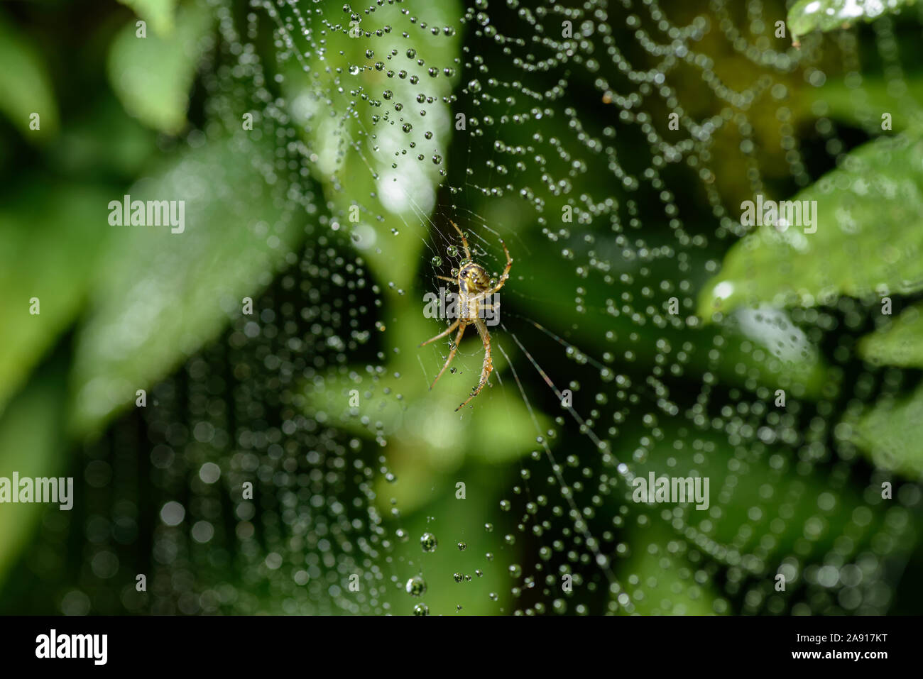 Small spider sits on his cobweb. Selective focus with shallow depth of ...