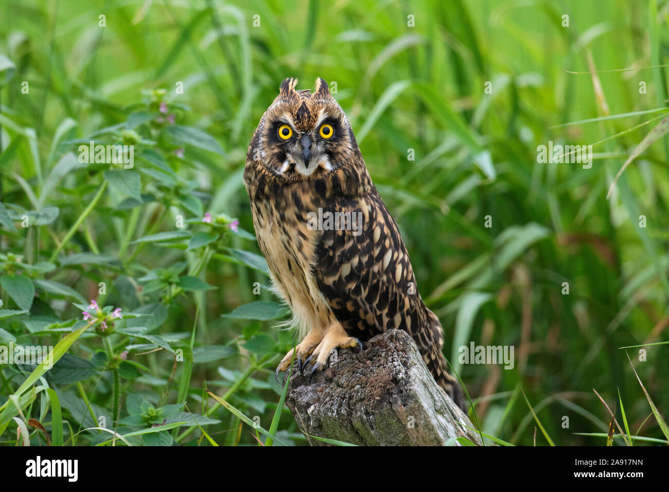 Juvenile owls hi-res stock photography and images - Alamy