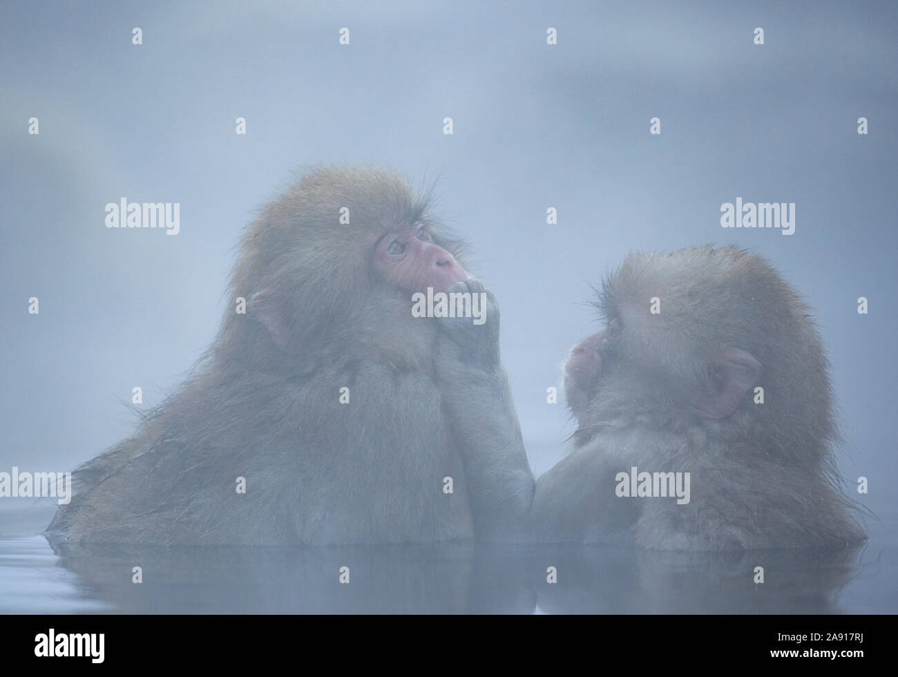 Japanese Macaques in hot spring Stock Photo - Alamy