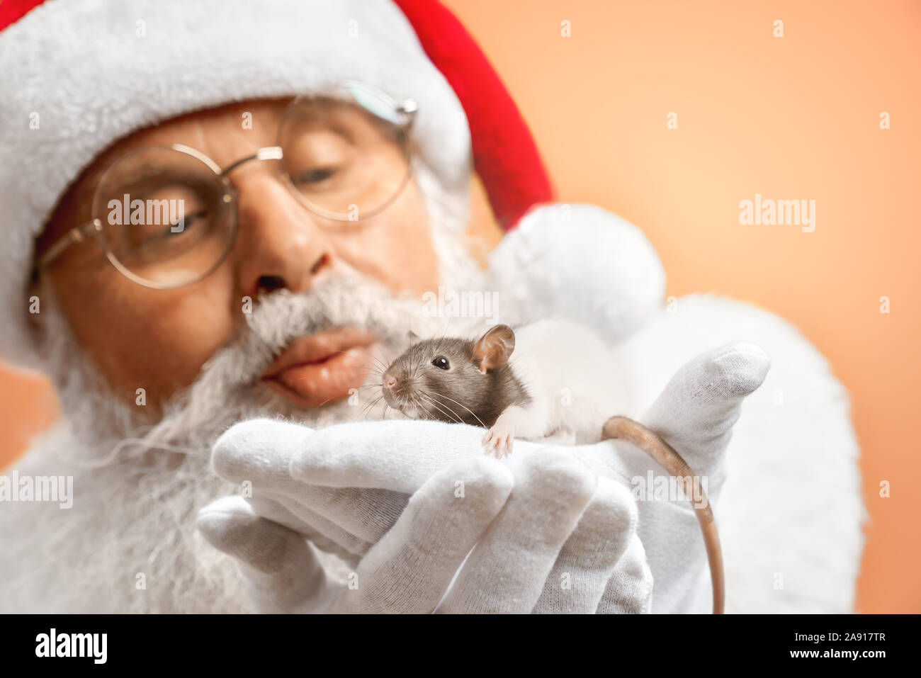 Close up of decorative white rat sitting on hands of Santa Claus that ...