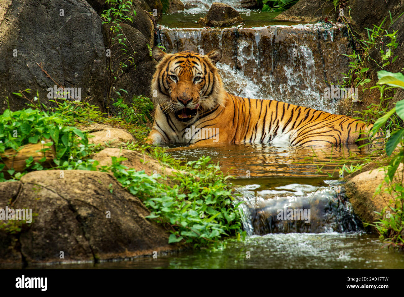 The Malayan Tiger (Panthera Tigris) in the pond Stock Photo - Alamy