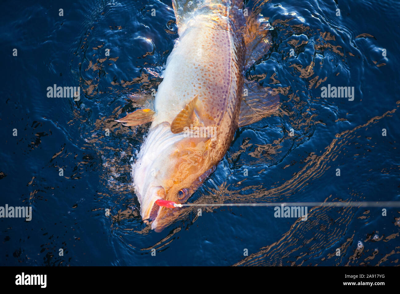 Fish on hook Stock Photo - Alamy