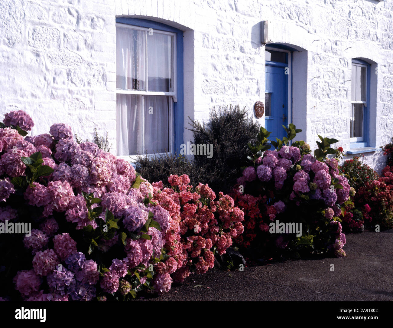 Pink hydrangeas growing in border in front of white painted cottage ...