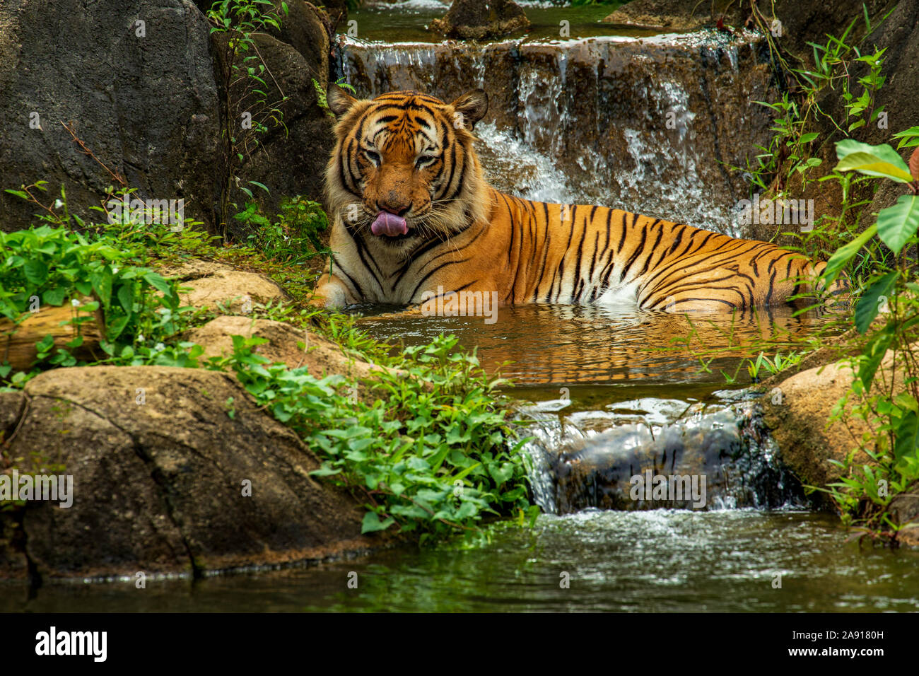 The Malayan Tiger (Panthera Tigris) in the pond Stock Photo - Alamy