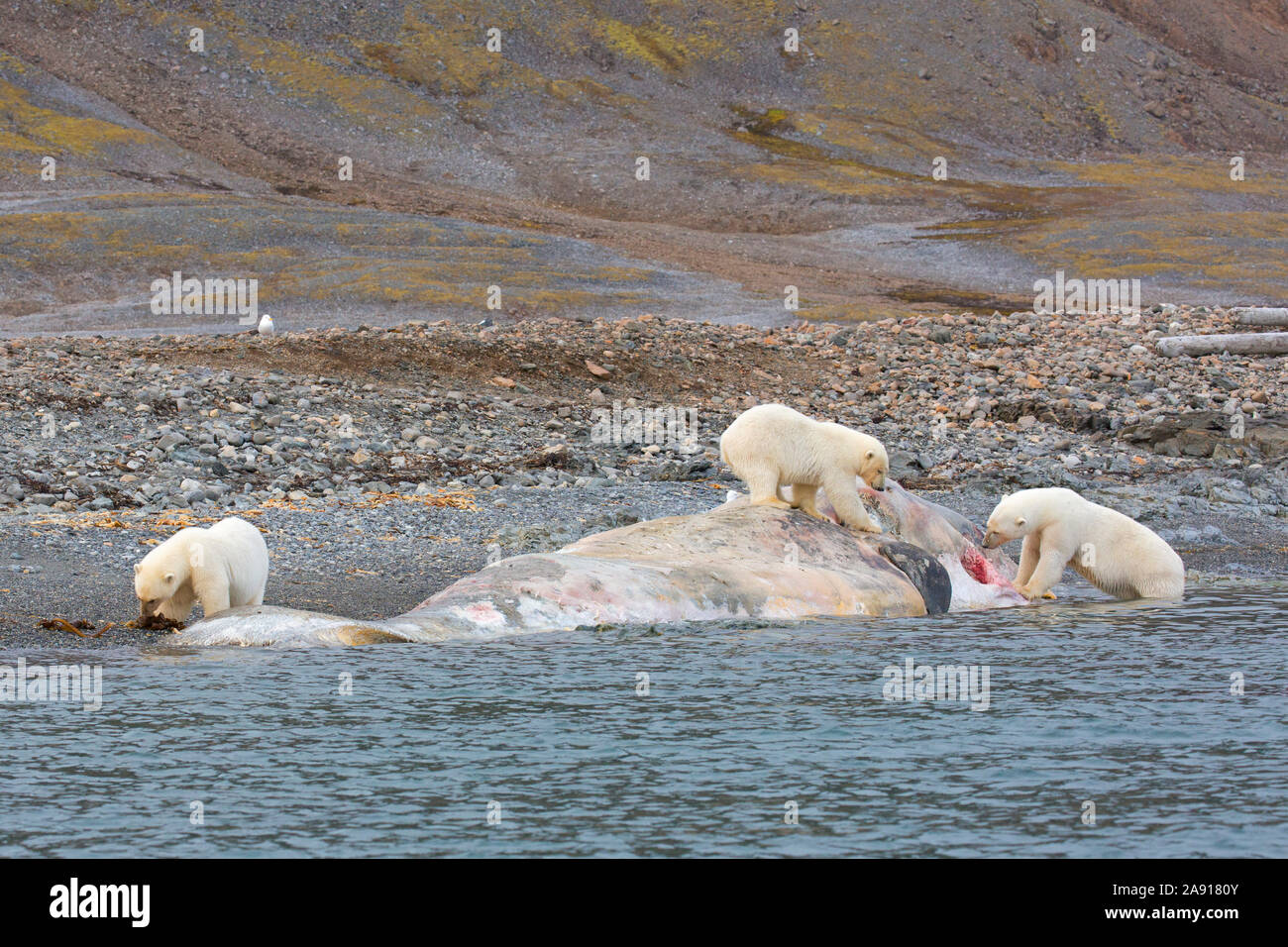 Three scavenging Polar bears (Ursus maritimus) feeding on carcass of ...