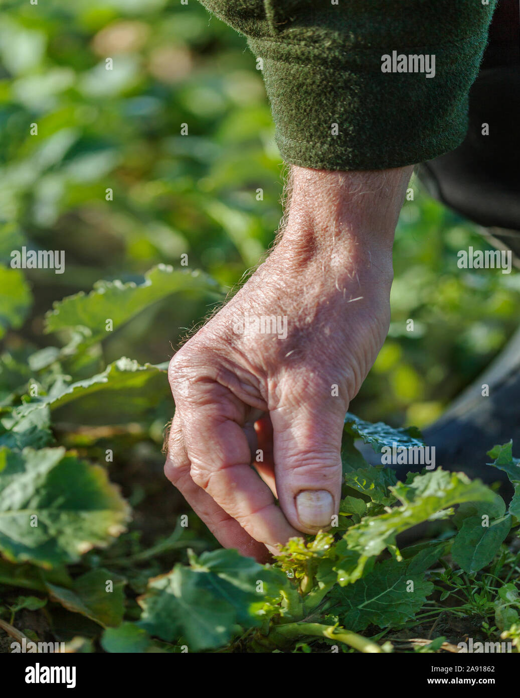 Hand checking plant Stock Photo - Alamy
