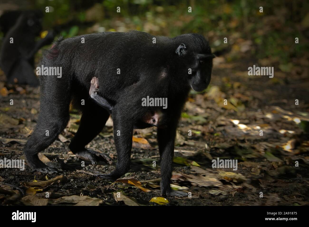 Macaque life cycle hi-res stock photography and images - Alamy