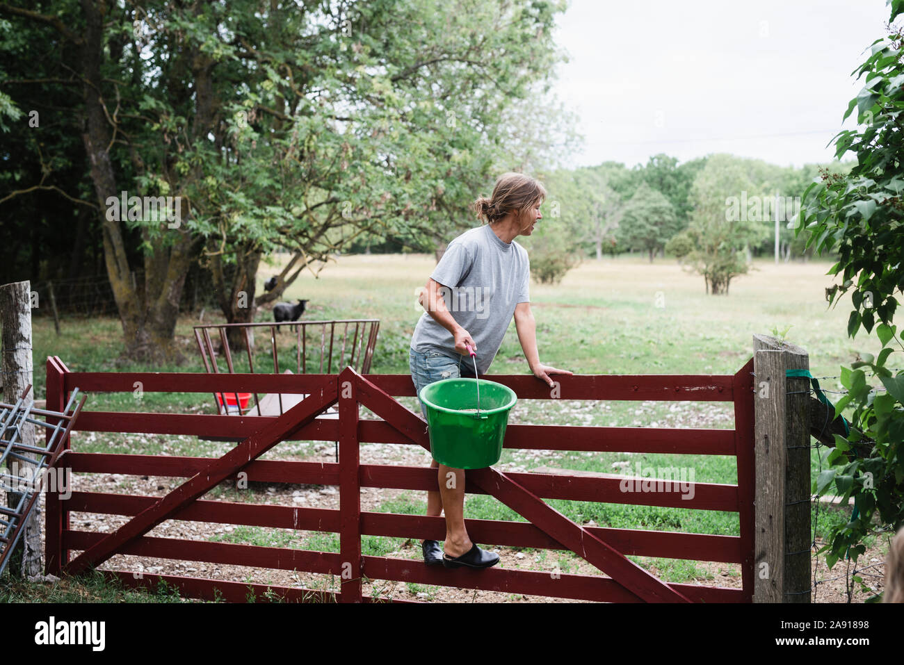 Gotland rabbit hi-res stock photography and images - Alamy