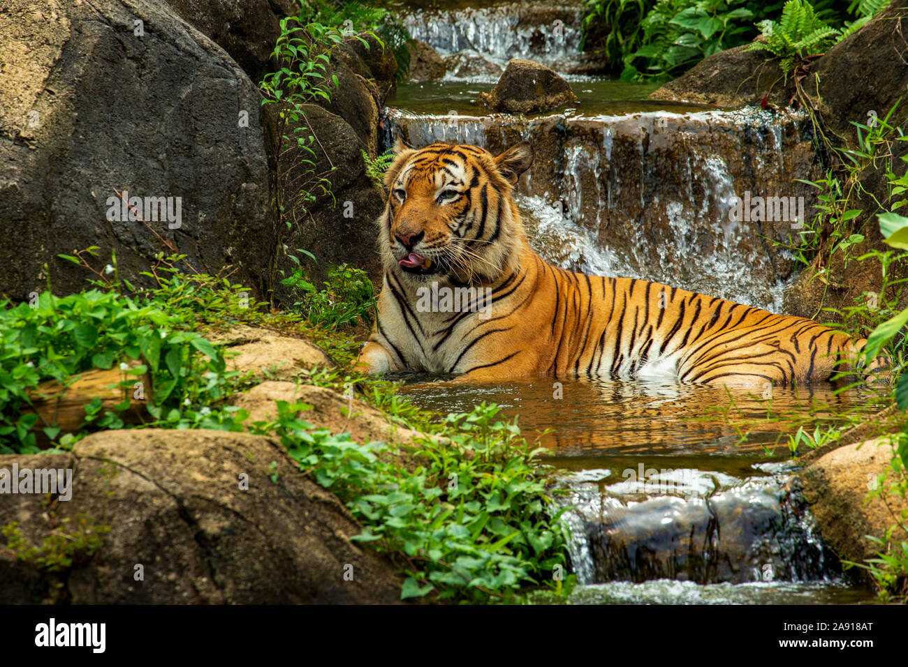 The Malayan Tiger (Panthera Tigris) in the pond Stock Photo - Alamy