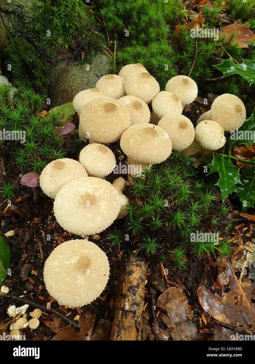 Puffball mushrooms in a green forest Stock Photo - Alamy
