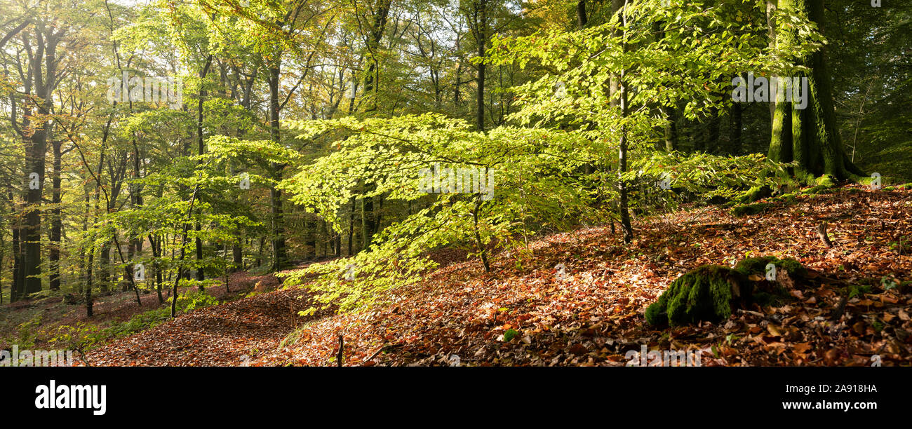 sunny early autumn forest with dead leaves and tree trunks Stock Photo ...