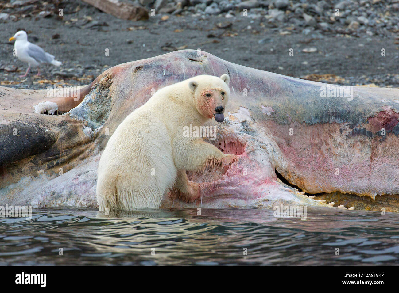Polar bears hunting whales hi-res stock photography and images - Alamy