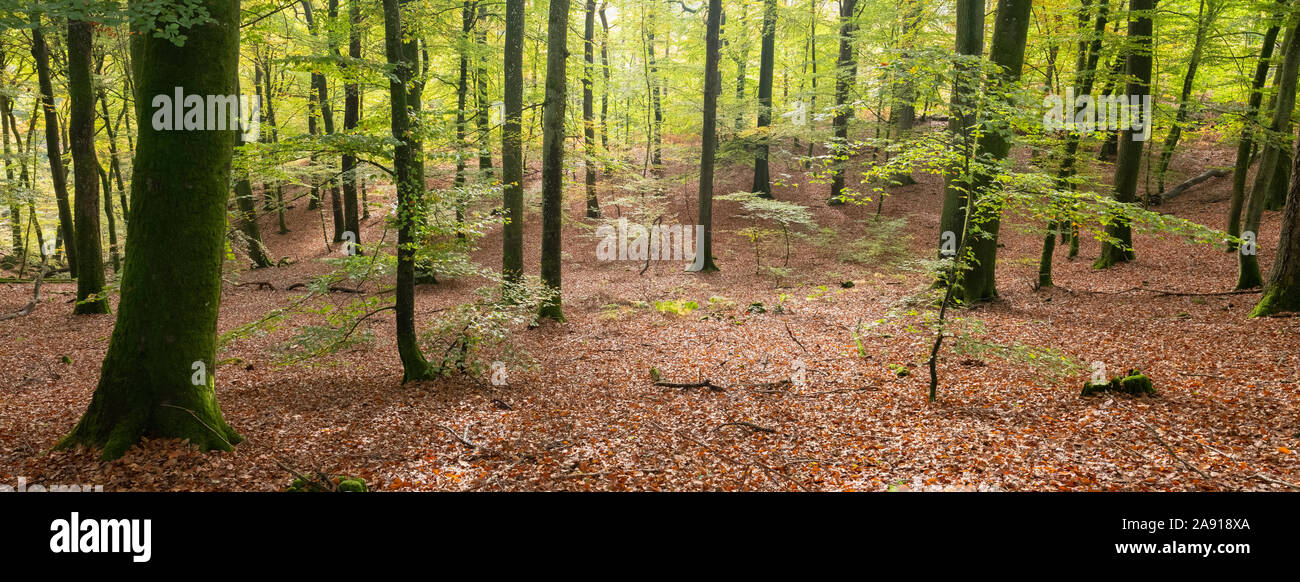 sunny early autumn forest with dead leaves and tree trunks Stock Photo ...