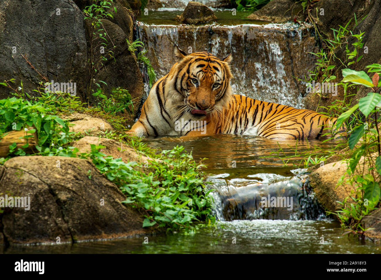 The Malayan Tiger (Panthera Tigris) in the pond Stock Photo - Alamy