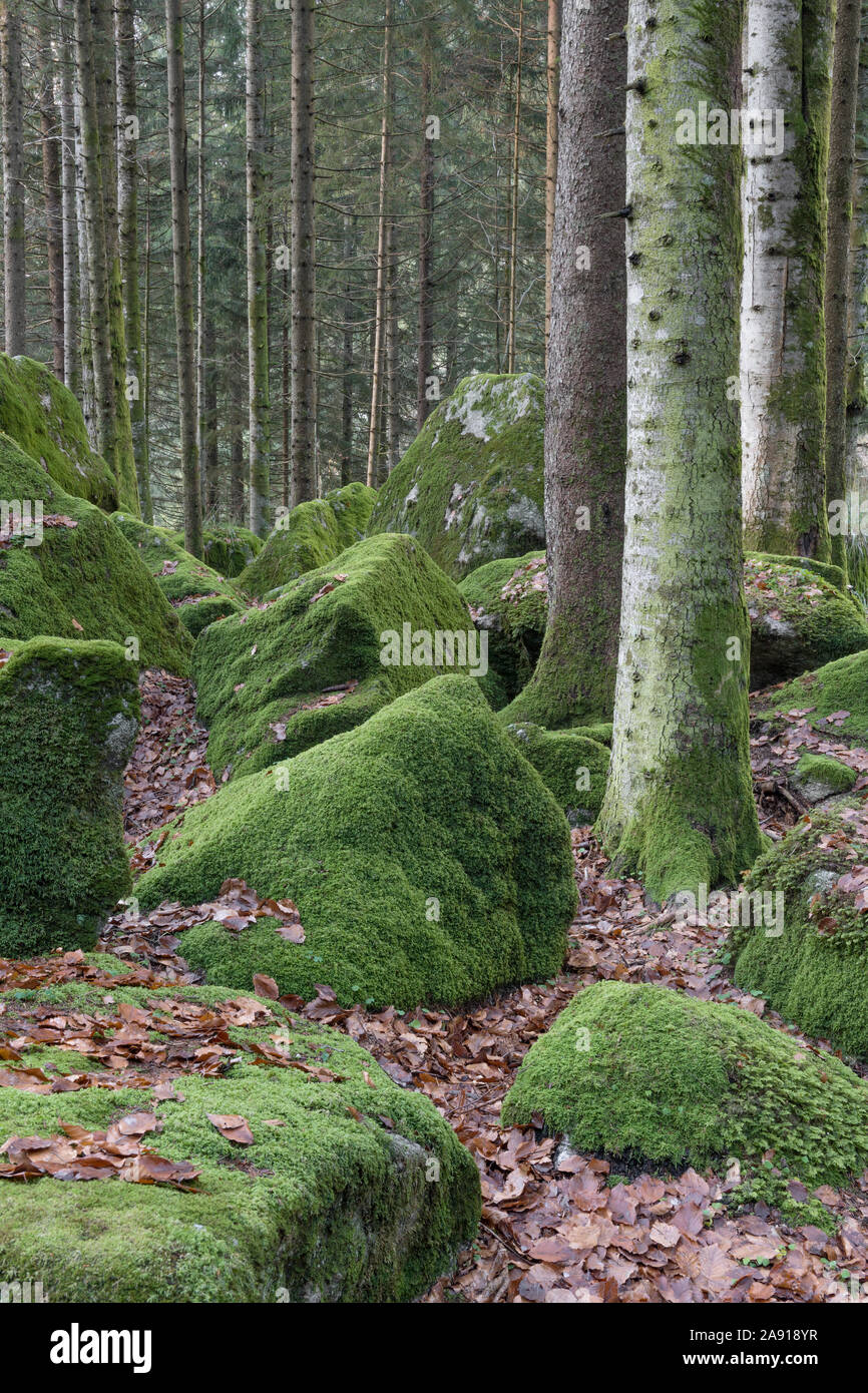 Inside the forest, autumn leaf color Stock Photo - Alamy