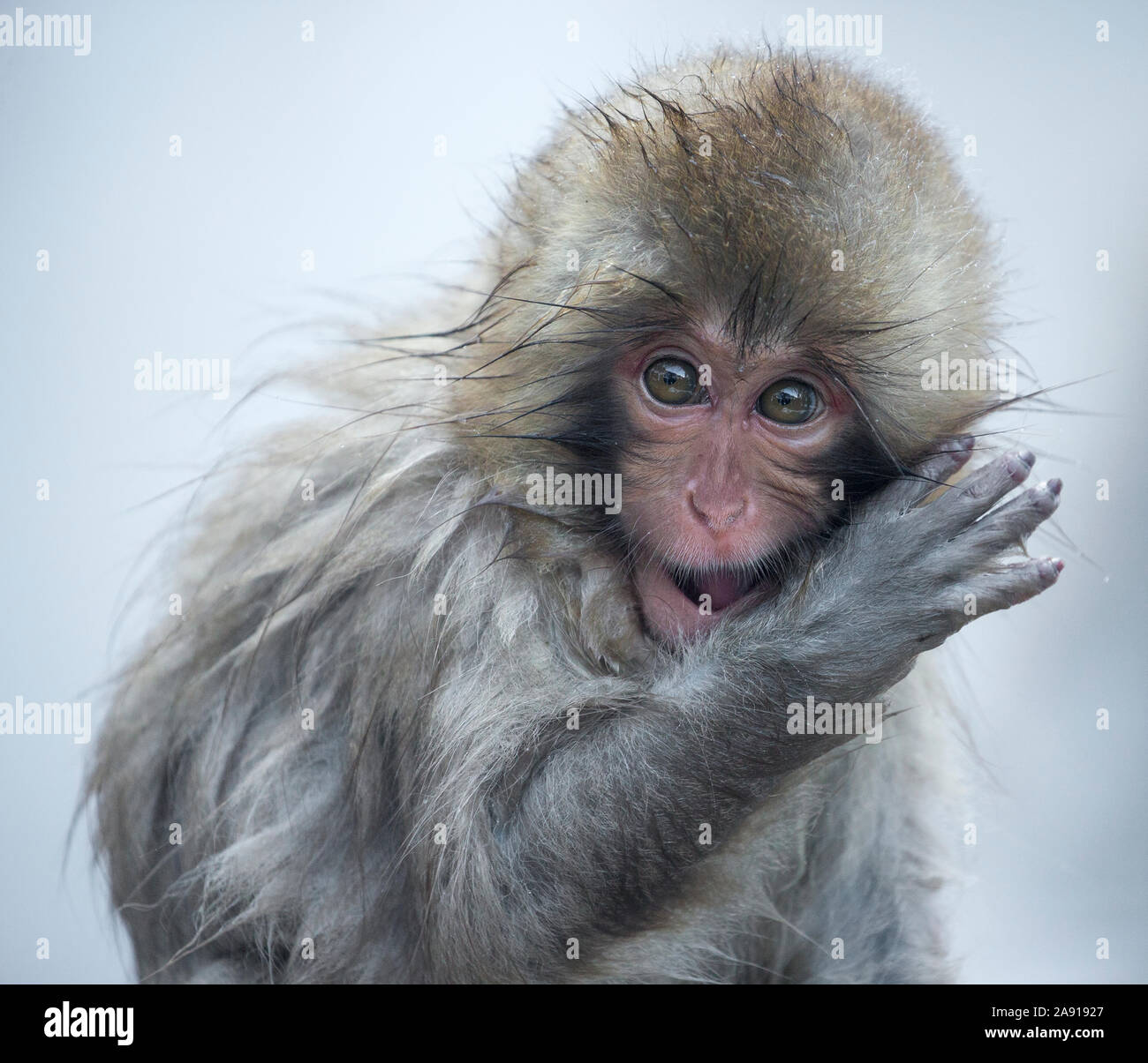 Japanese Macaque, portrait Stock Photo - Alamy