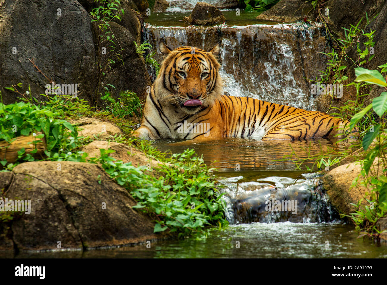 The Malayan Tiger (Panthera Tigris) in the pond Stock Photo - Alamy
