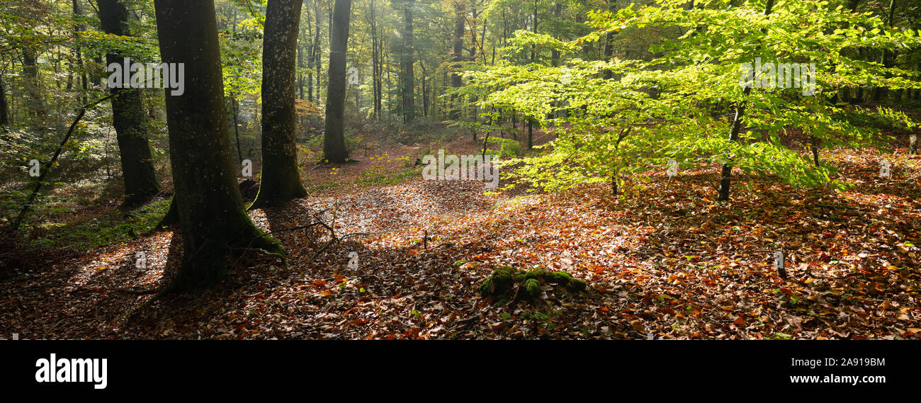 sunny early autumn forest with dead leaves and tree trunks Stock Photo ...