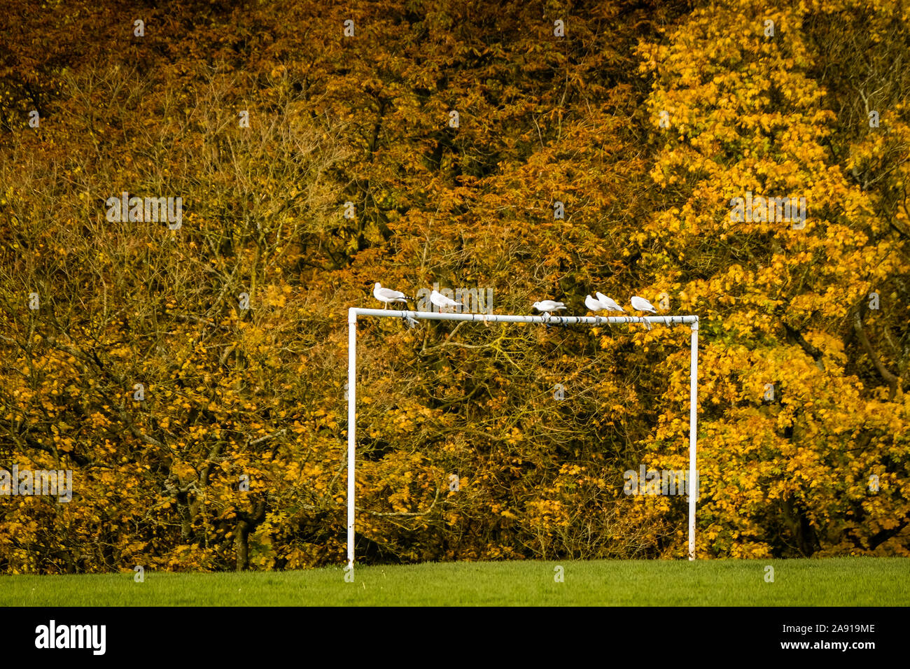 Gulls perched on top of a cross-bar on a football pitch looking like ...