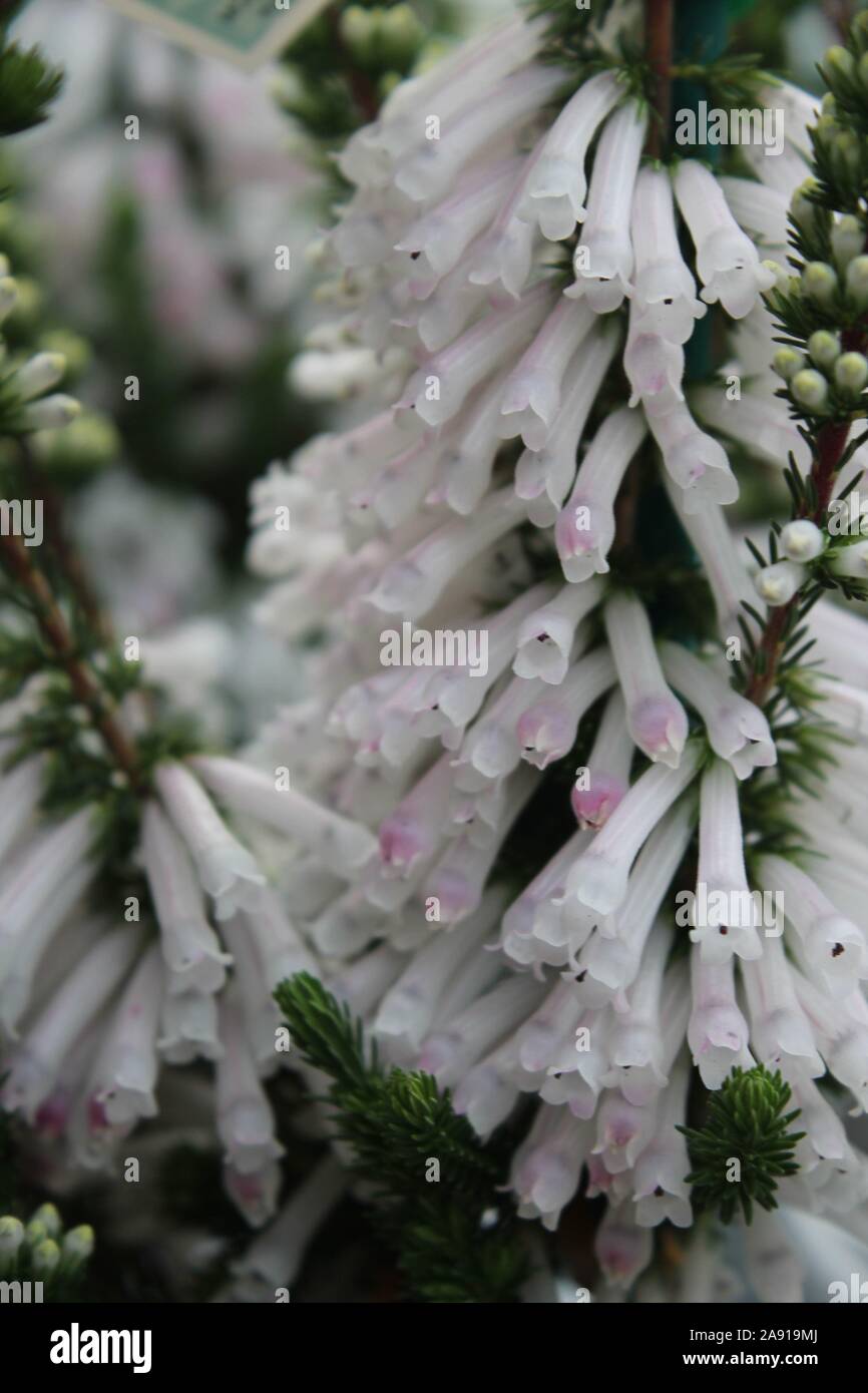 White spruce native tree hi-res stock photography and images - Alamy