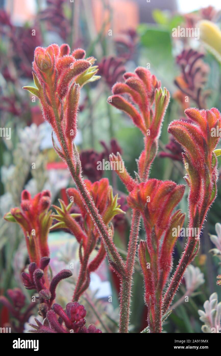 Lovely kangaroo paw hi-res stock photography and images - Alamy