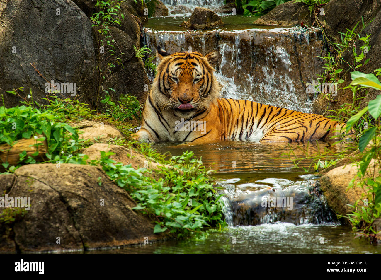 The Malayan Tiger (Panthera Tigris) in the pond Stock Photo - Alamy