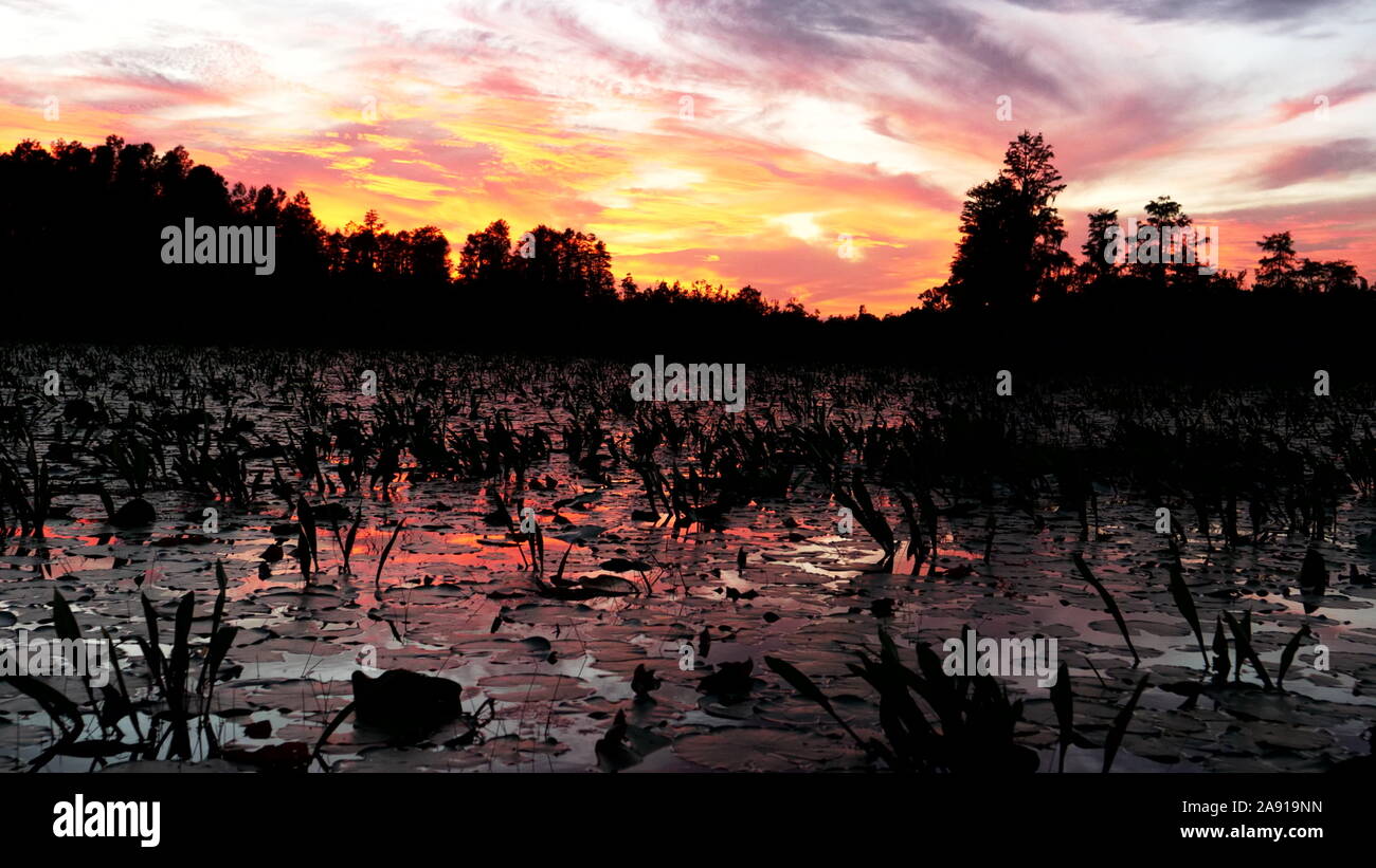 Swamp at sunset hi-res stock photography and images - Alamy