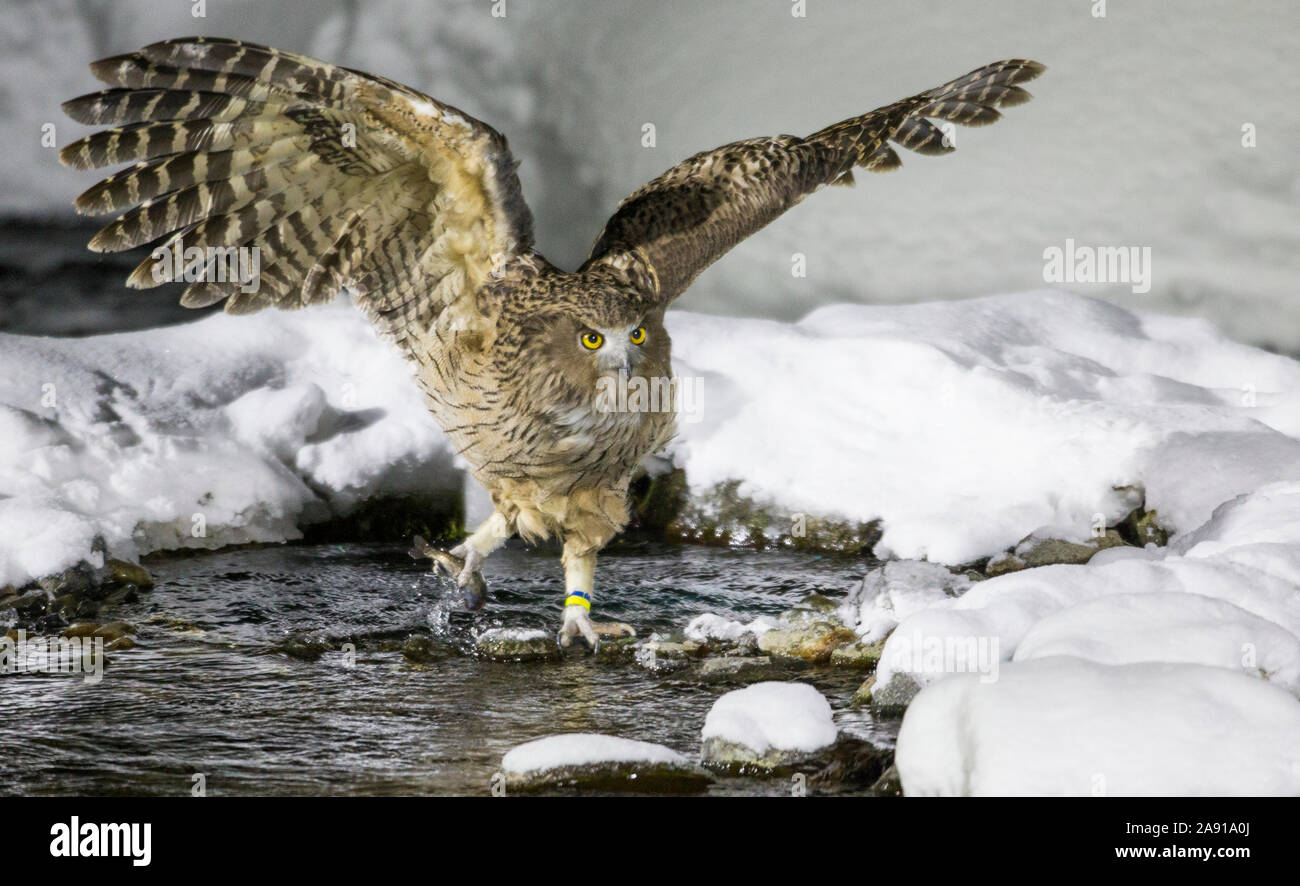 Blakistons fish owl hunting Stock Photo - Alamy