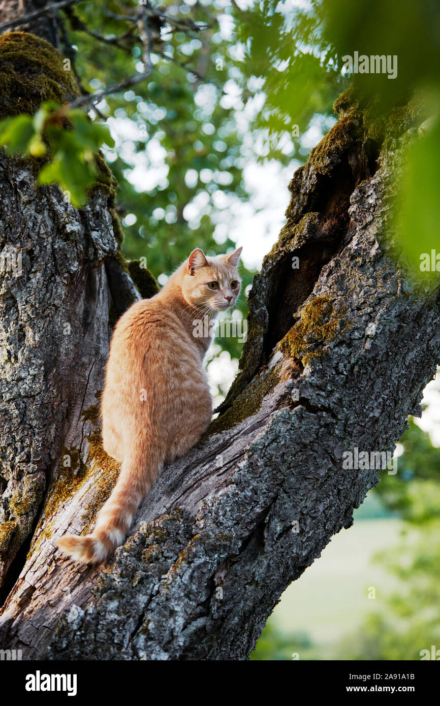 Domestic cat cherry tree hi-res stock photography and images - Alamy