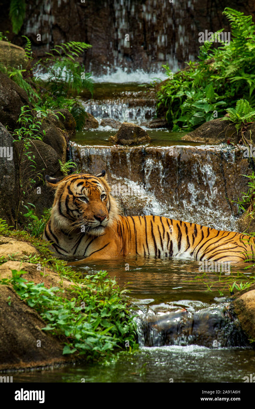 The Malayan Tiger (Panthera Tigris) in the pond Stock Photo - Alamy