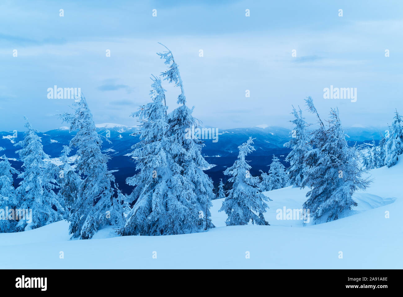 Evening sky fir tree hi-res stock photography and images - Alamy