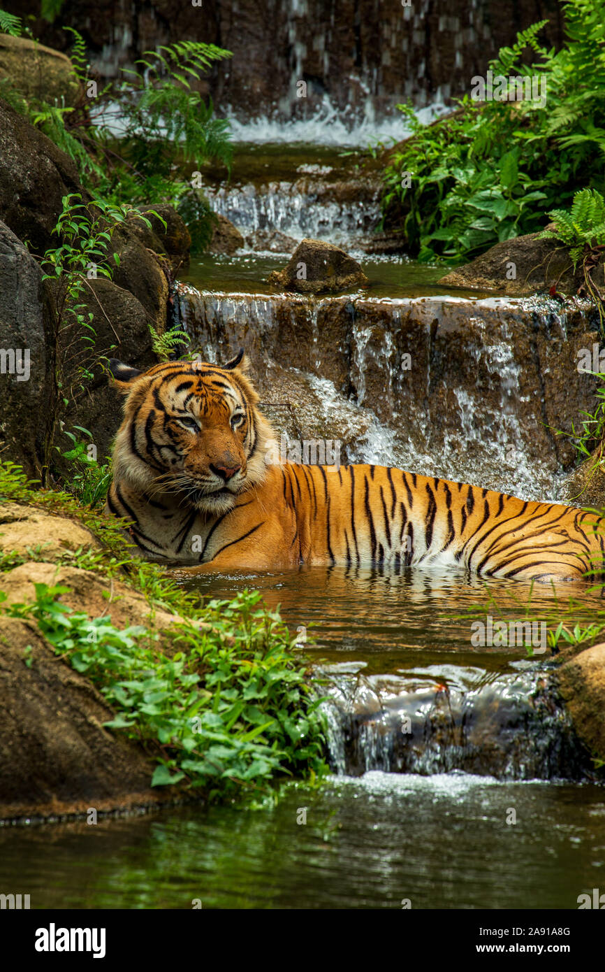 The Malayan Tiger (Panthera Tigris) in the pond Stock Photo - Alamy