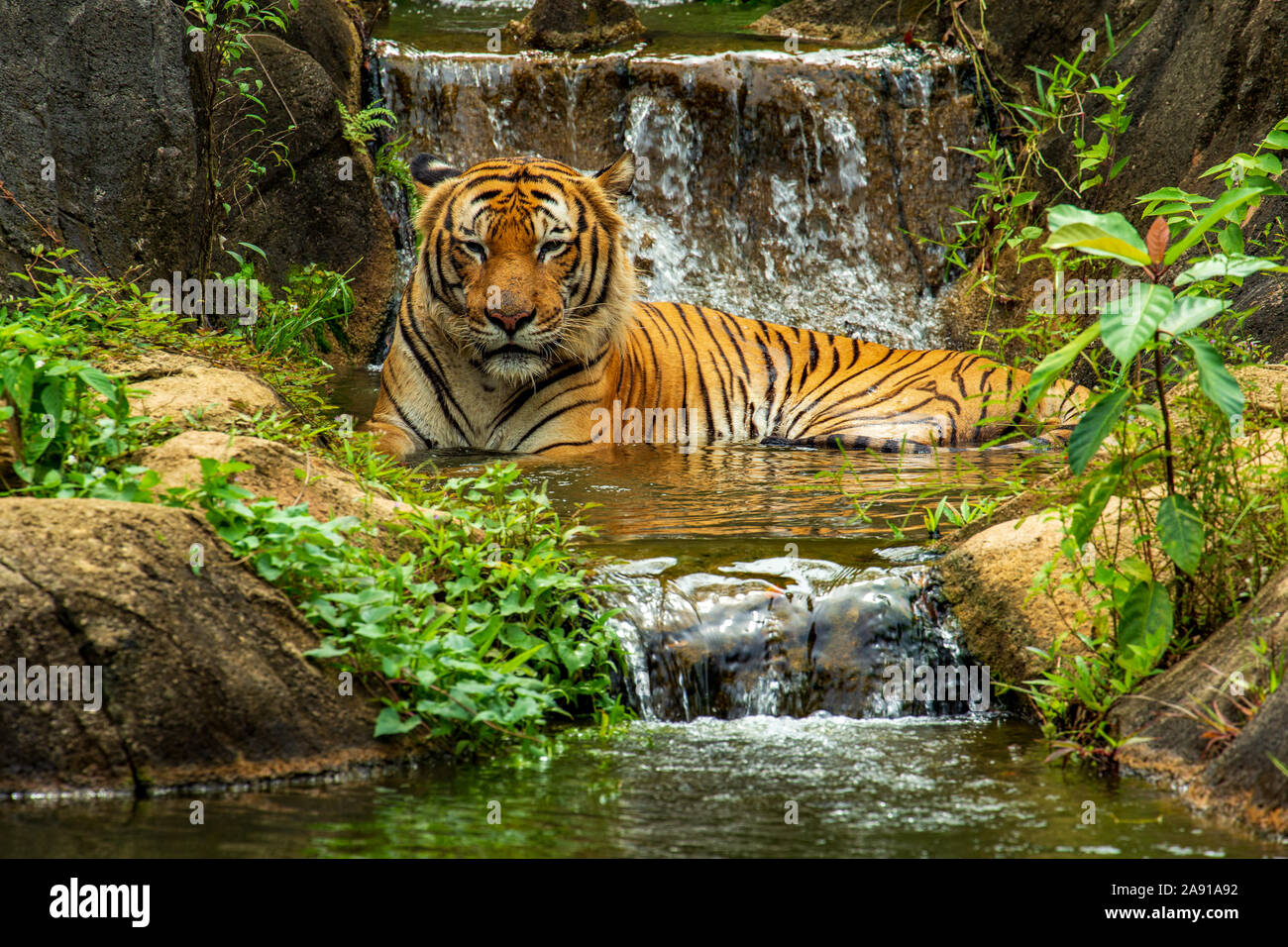 The Malayan Tiger (Panthera Tigris) in the pond Stock Photo - Alamy