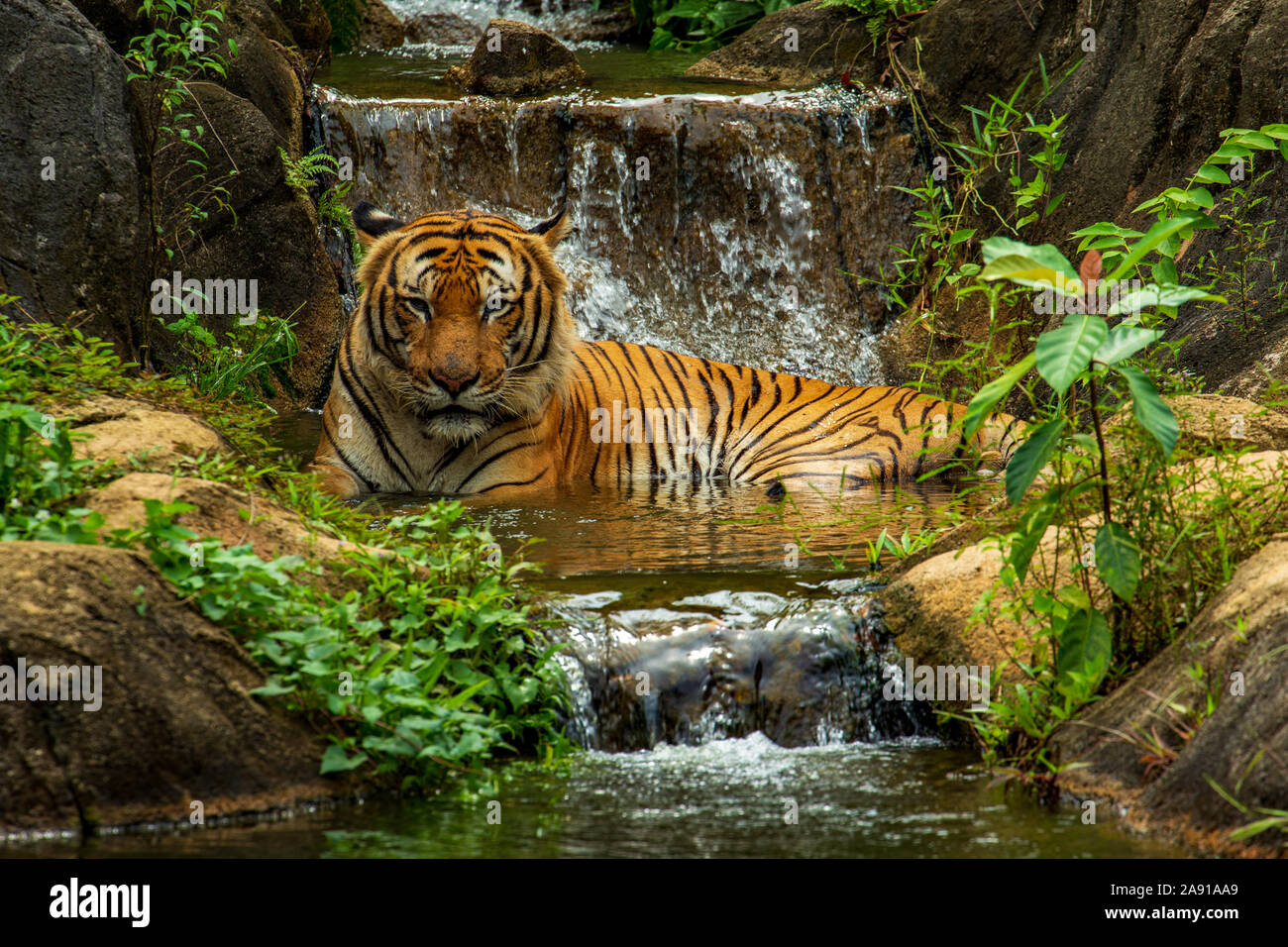 The Malayan Tiger (Panthera Tigris) in the pond Stock Photo - Alamy