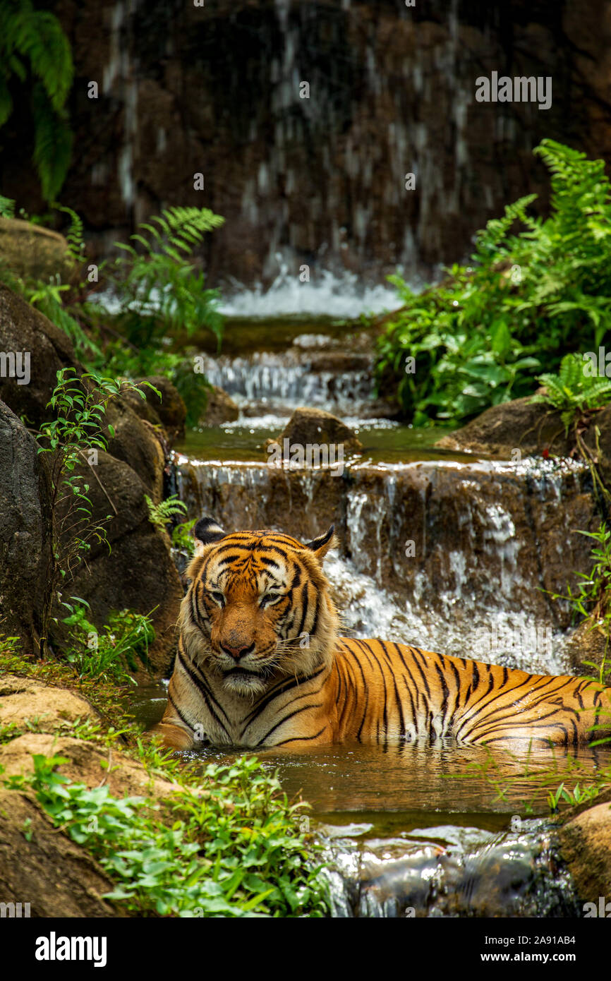 The Malayan Tiger (Panthera Tigris) in the pond Stock Photo - Alamy