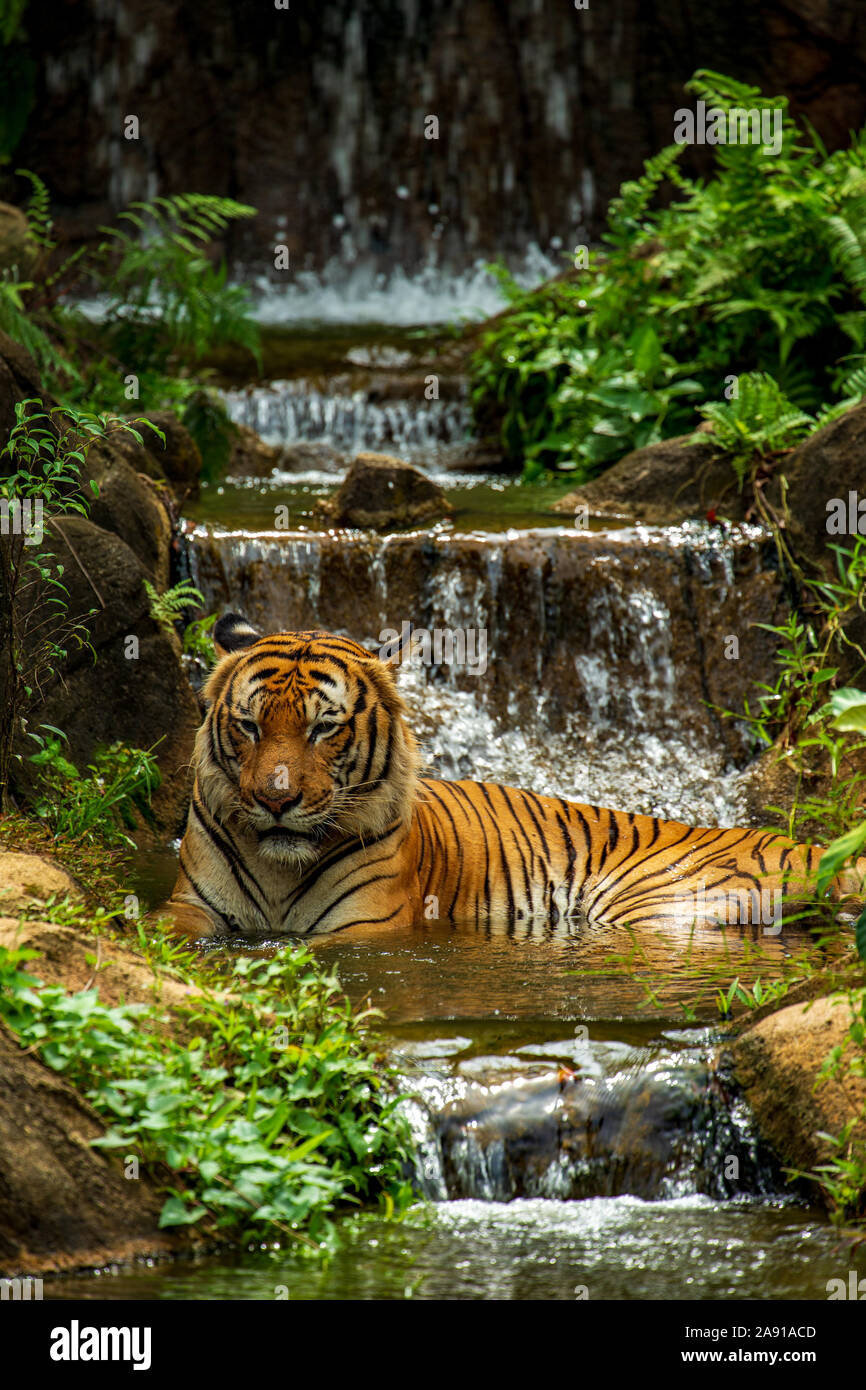 The Malayan Tiger (Panthera Tigris) in the pond Stock Photo - Alamy