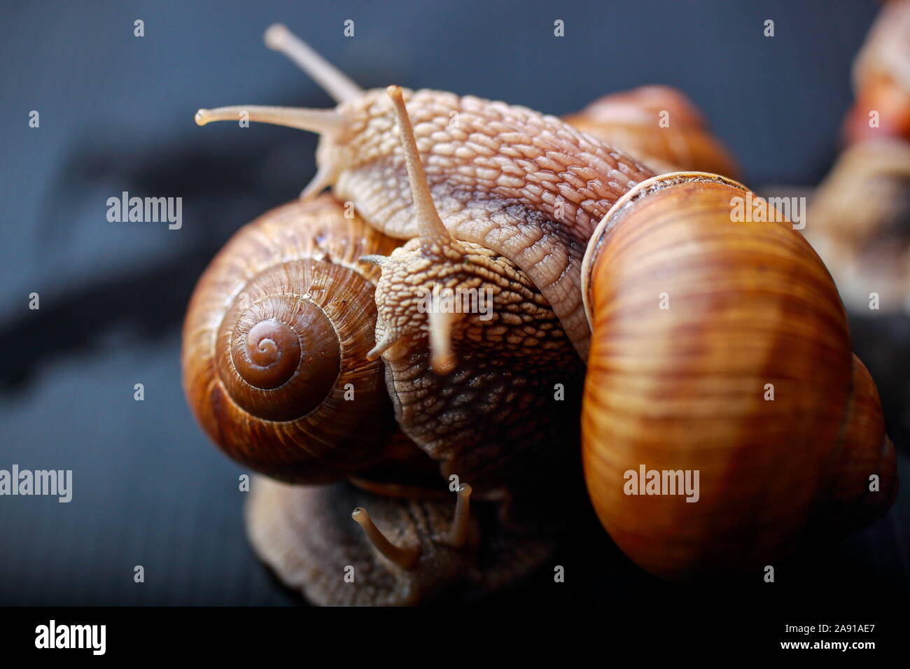 big snails crawling one on one in the studio Stock Photo - Alamy