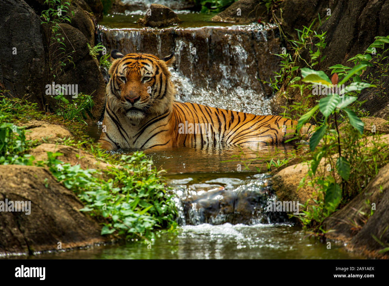 The Malayan Tiger (Panthera Tigris) in the pond Stock Photo - Alamy
