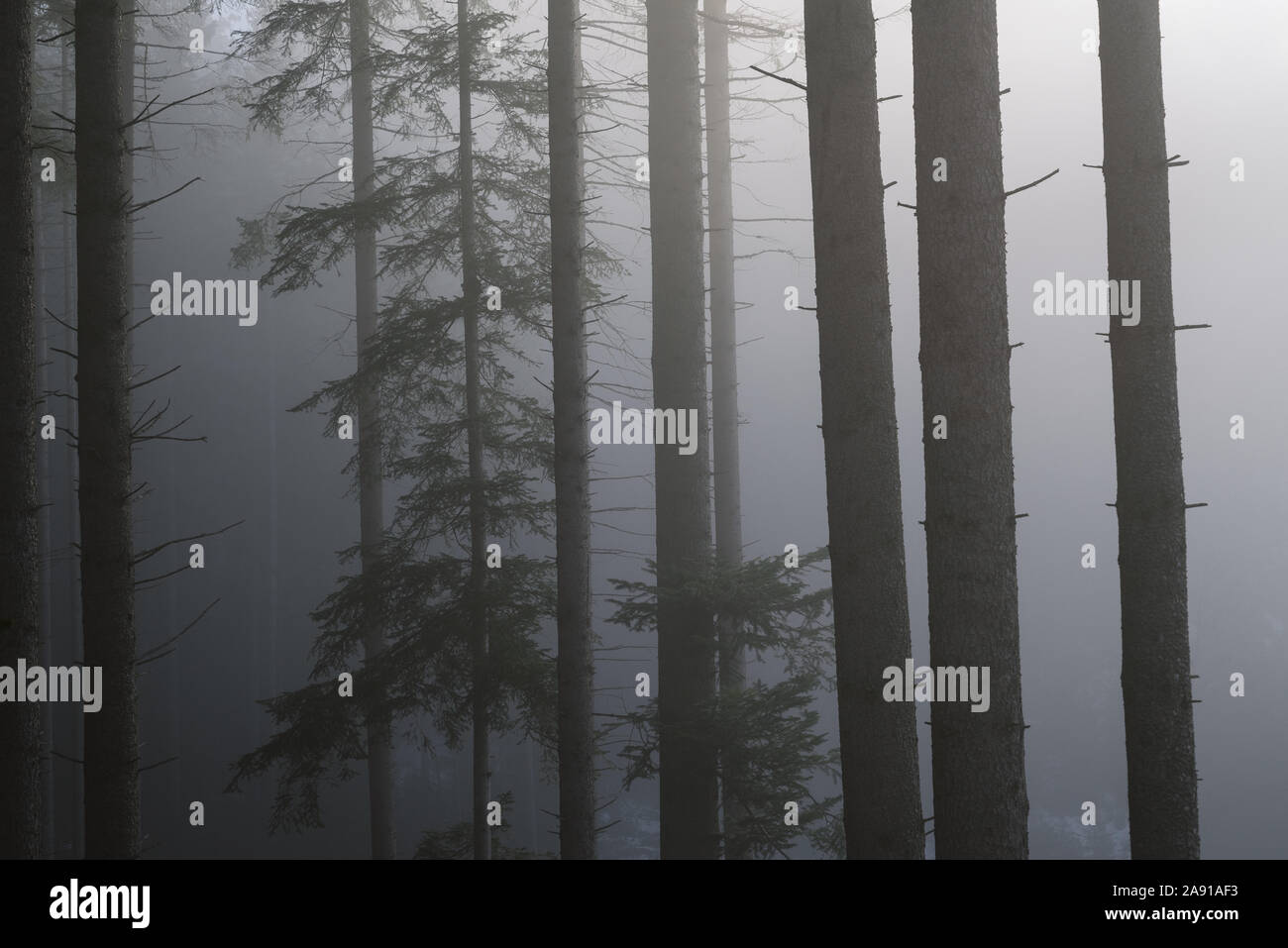 Fog and solar light in the spruce forest. Beautiful morning landscape ...