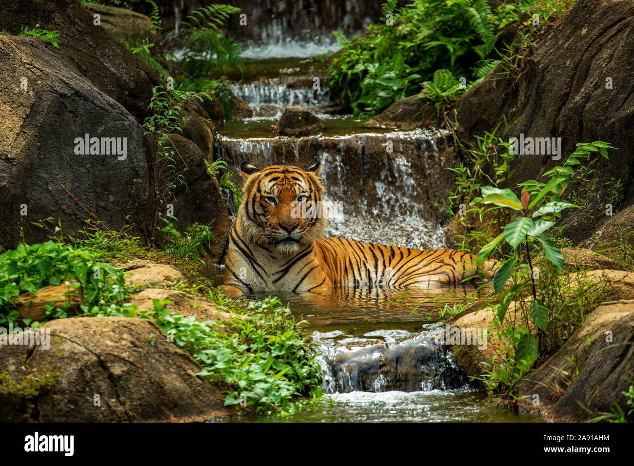 The Malayan Tiger (Panthera Tigris) in the pond Stock Photo - Alamy