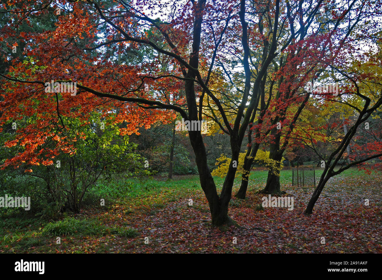 Trunks of tree hi-res stock photography and images - Alamy