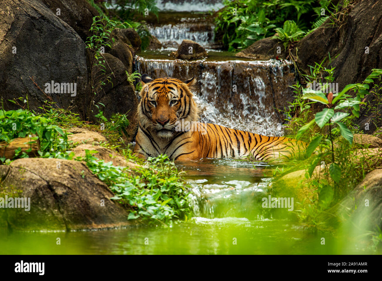 The Malayan Tiger (Panthera Tigris) in the pond Stock Photo - Alamy