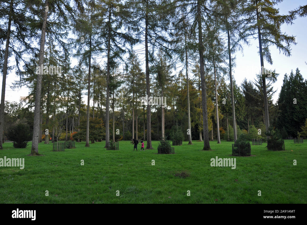 Foraging in the forest Stock Photo - Alamy