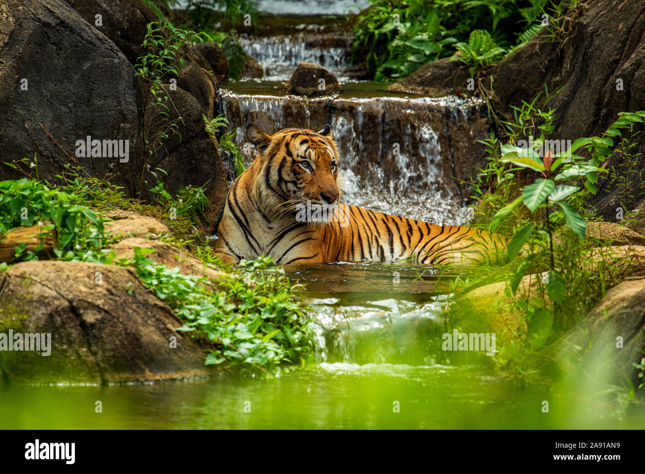 The Malayan Tiger (Panthera Tigris) in the pond Stock Photo - Alamy