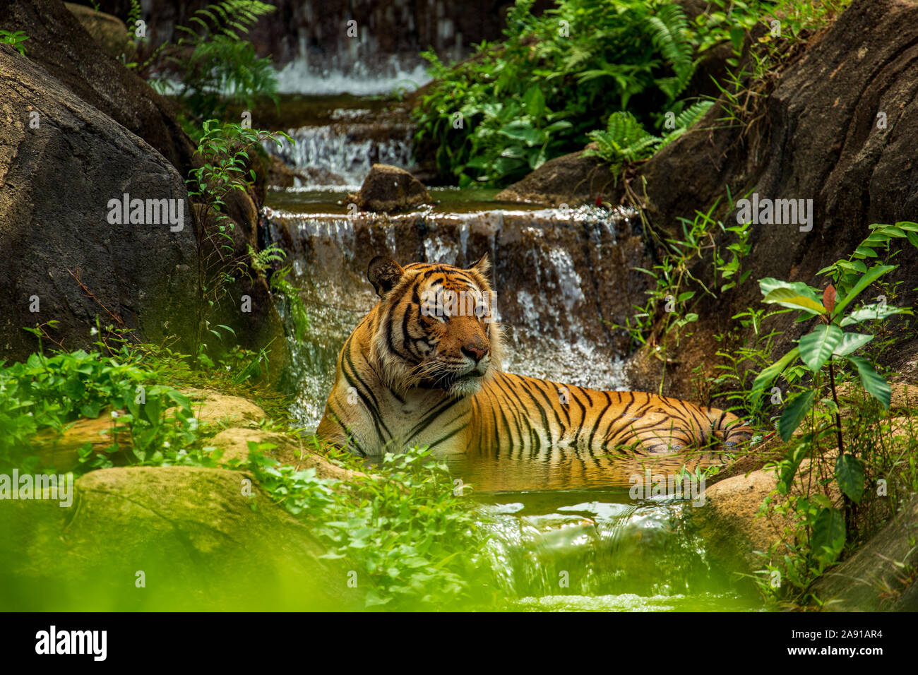 The Malayan Tiger (Panthera Tigris) in the pond Stock Photo - Alamy