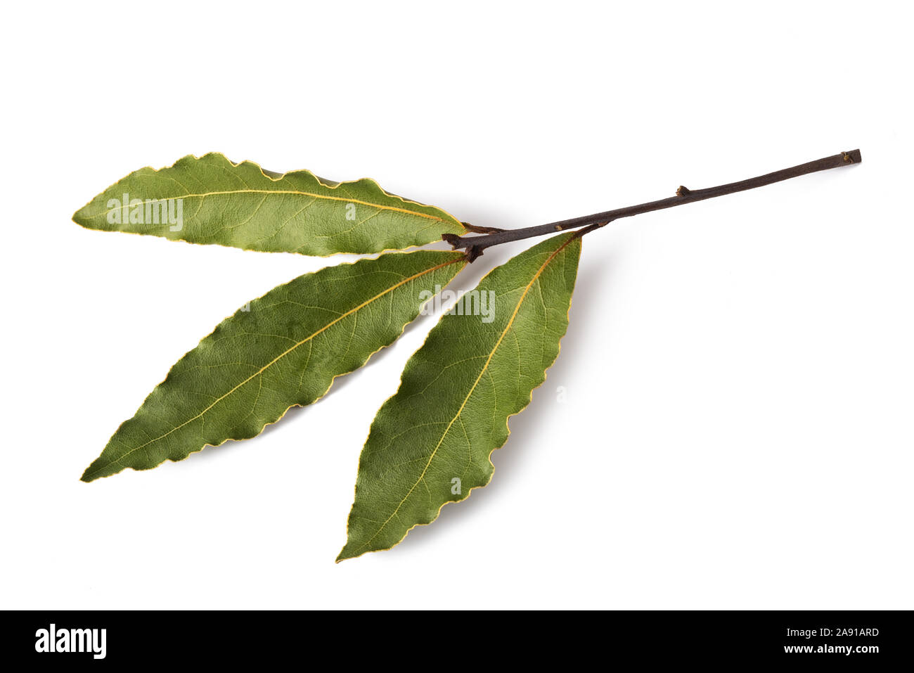 Dried Laurel branch isolated on white background Stock Photo - Alamy