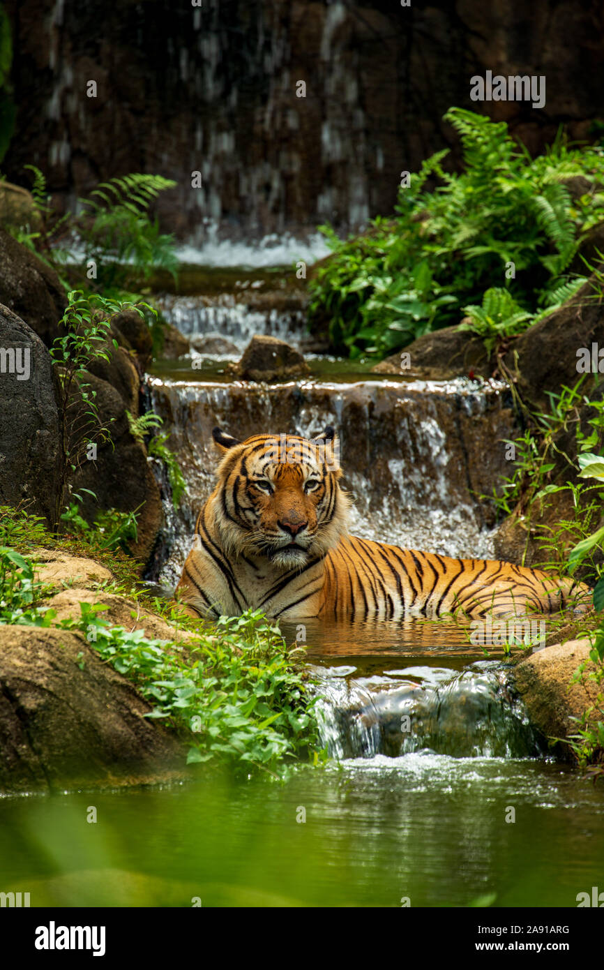 The Malayan Tiger (Panthera Tigris) in the pond Stock Photo - Alamy