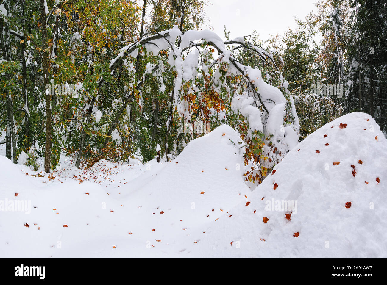 Autumn landscape with an unexpected snowfall in the forest and fall ...